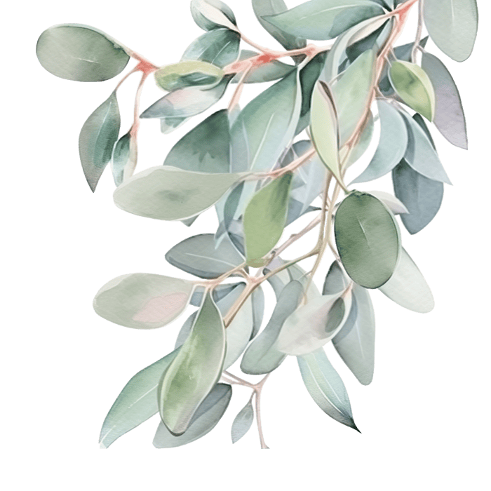 Eucalyptus PNGs for Free Download