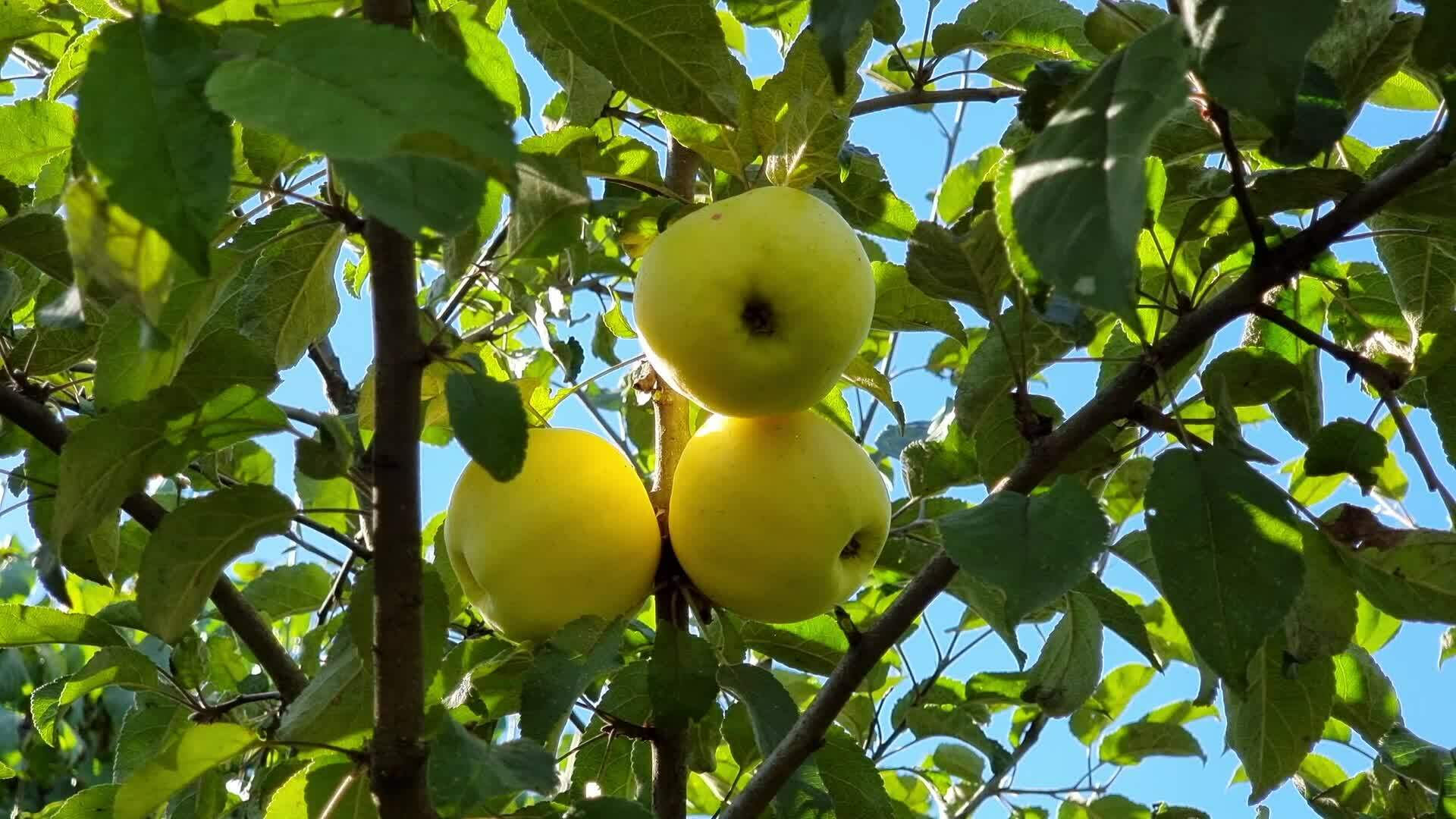 Three yellow ripe apples on a branch of an apple tree among the leaves ...