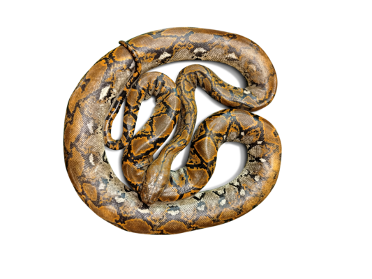 Python Pngs For Free Download