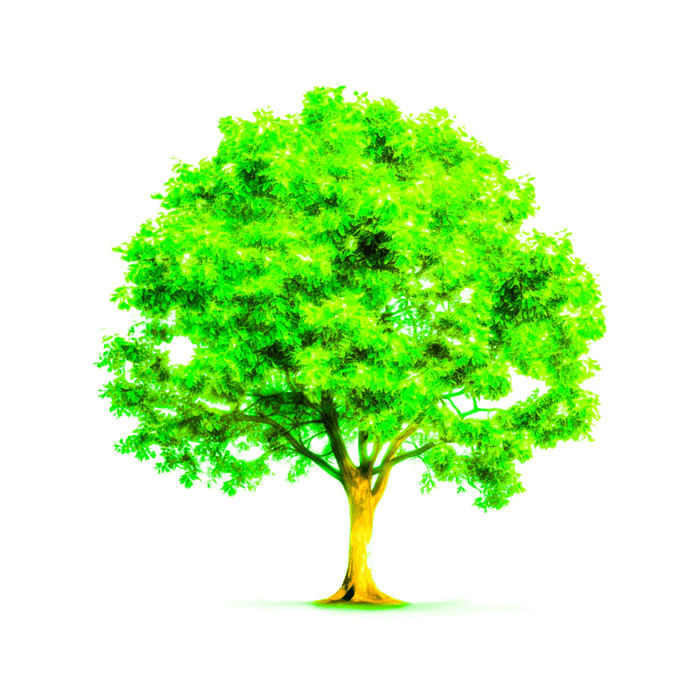 Illustrated Tree PNGs for Free Download