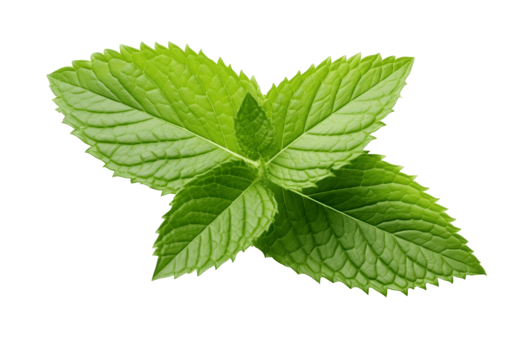 Mint Leaf PNGs for Free Download