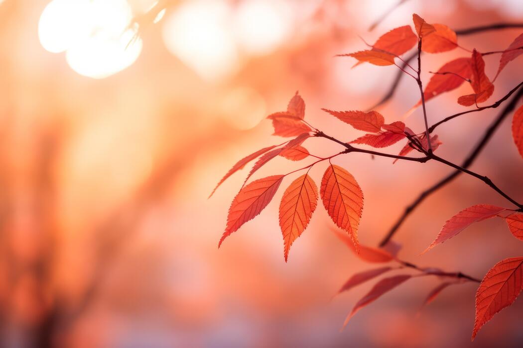 Autumn Stock Photos, Images and Backgrounds for Free Download