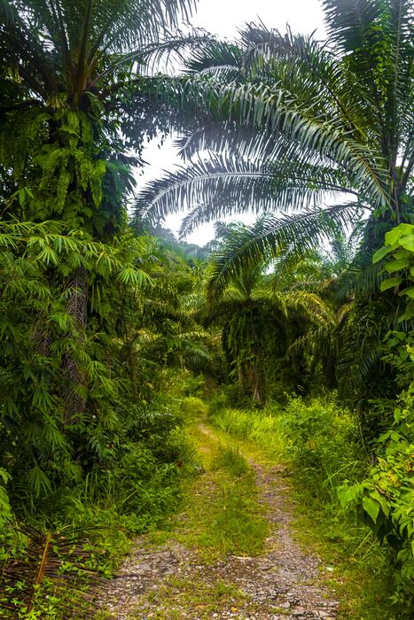 Jungle Path Stock Photos, Images and Backgrounds for Free Download