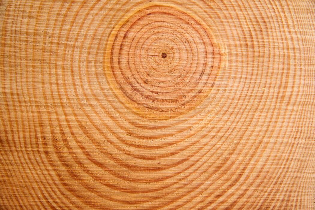 Tree Rings Pattern Stock Photos, Images and Backgrounds for Free Download