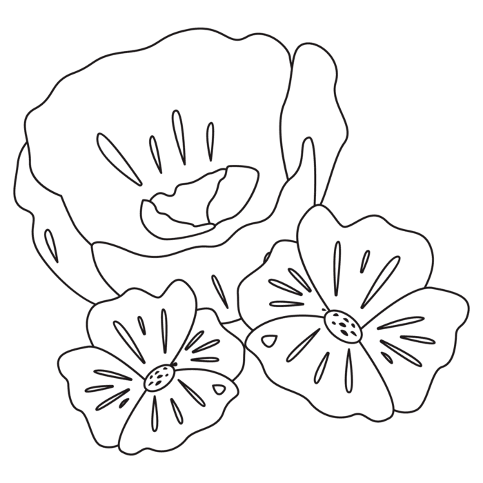 Poppy Outline PNGs for Free Download