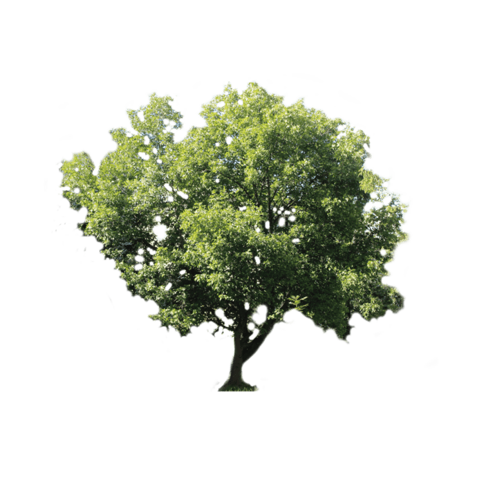 Tree Animation PNGs for Free Download