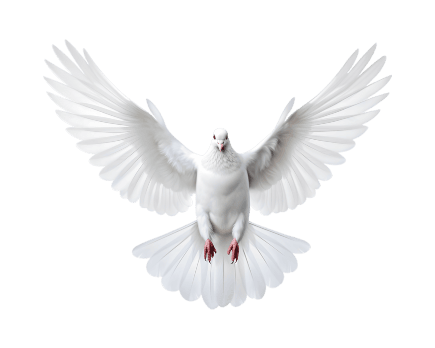 Wedding Doves PNGs for Free Download