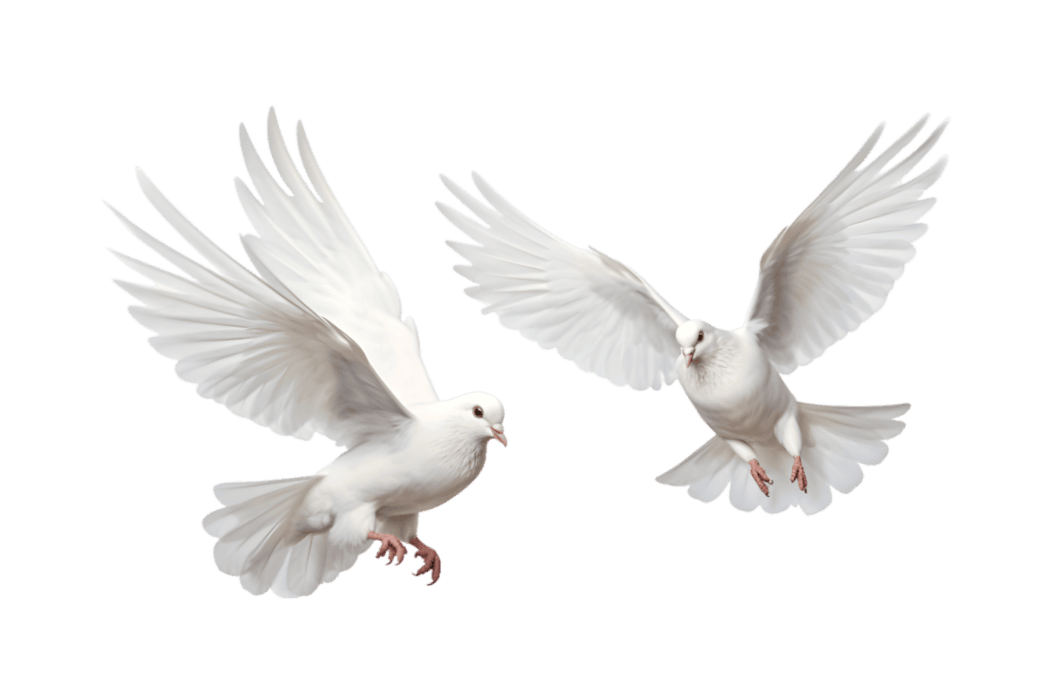 Wedding Doves PNGs for Free Download