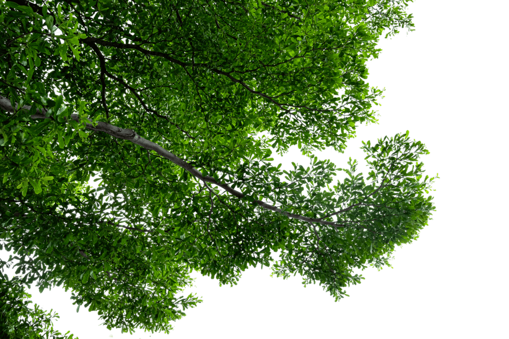 Page 2 | Tree Top View PNGs for Free Download