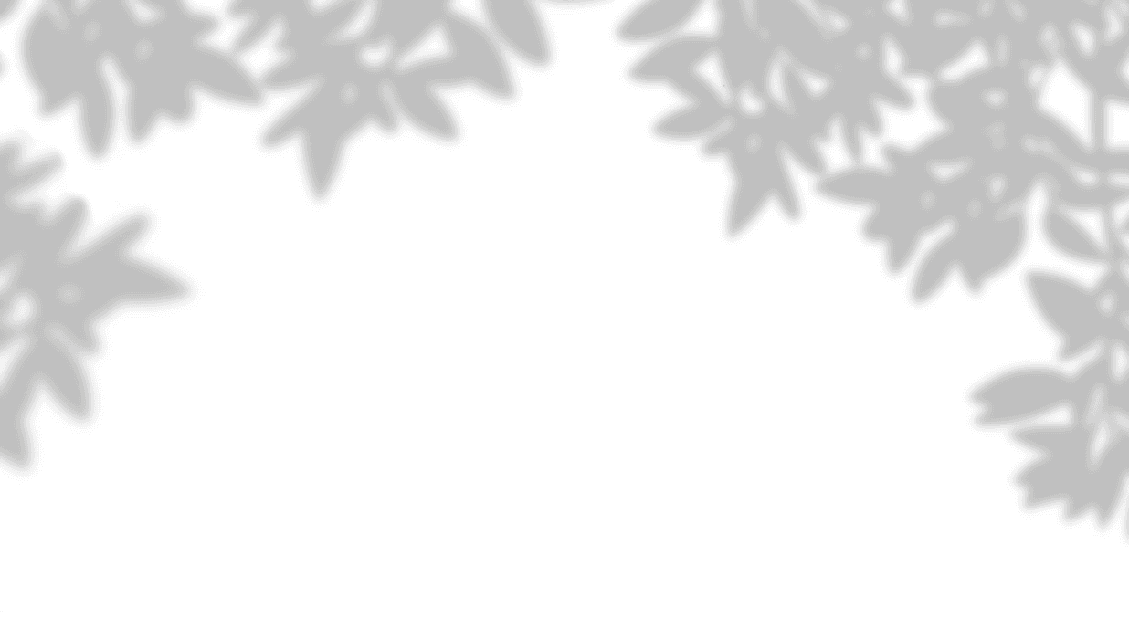 Leaves Shadow PNGs for Free Download