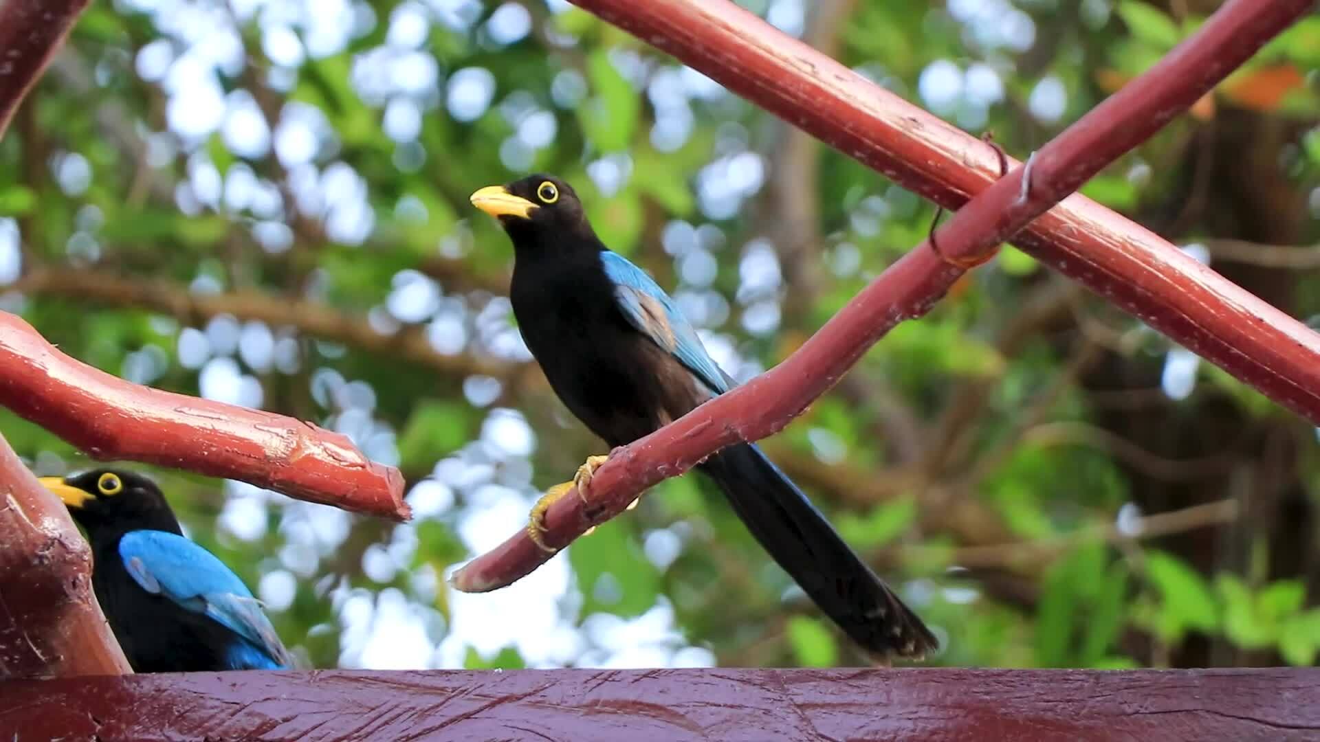 Yucatan jay bird birds in trees tropical jungle nature Mexico. 27301419 Stock Video at Vecteezy
