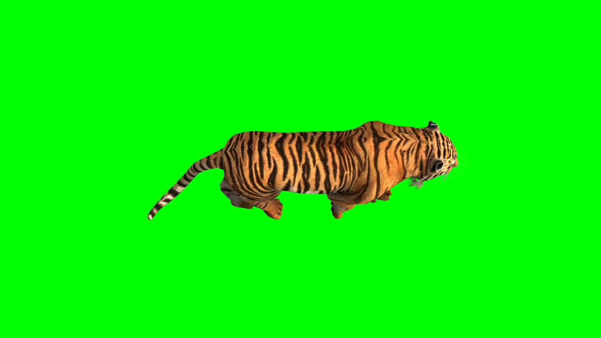 Tiger chroma key, tiger running and attacking, tiger green screen ... Tiger chroma key, tiger running and attacking, tiger green screen ...