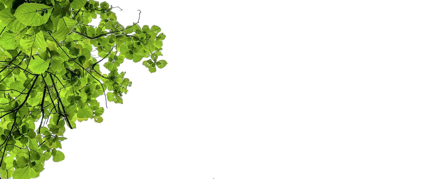 Growing Tree Animation Stock Photos, Images and Backgrounds for Free ...