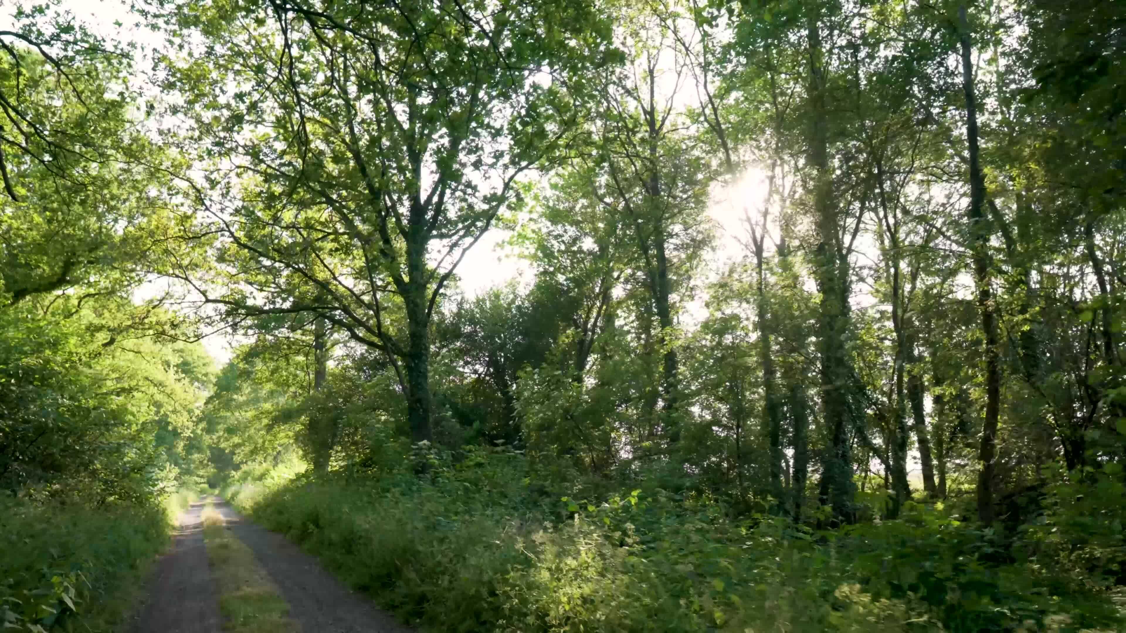 Running Through Trees Stock Video Footage for Free Download