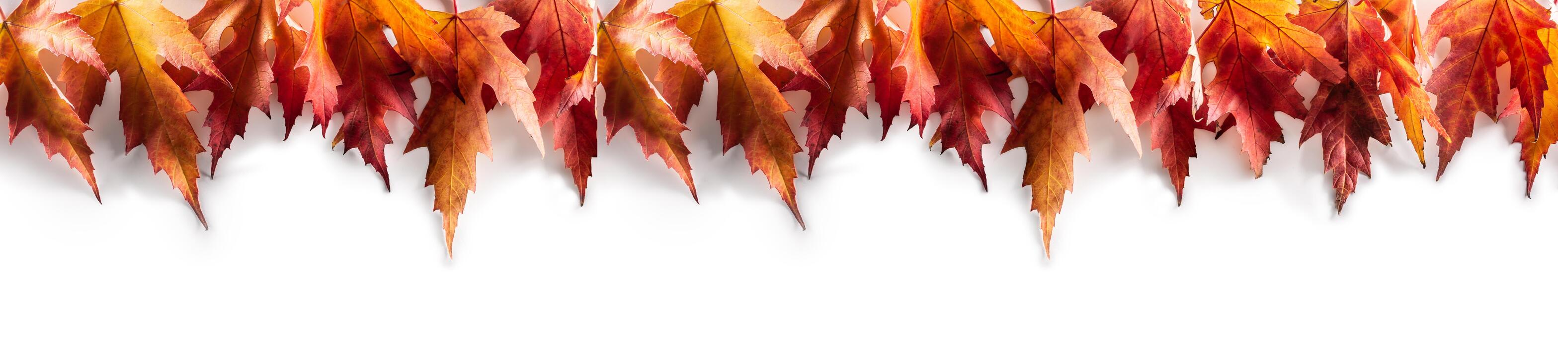 Fall Leaves White Background Stock Photos, Images and Backgrounds for ...
