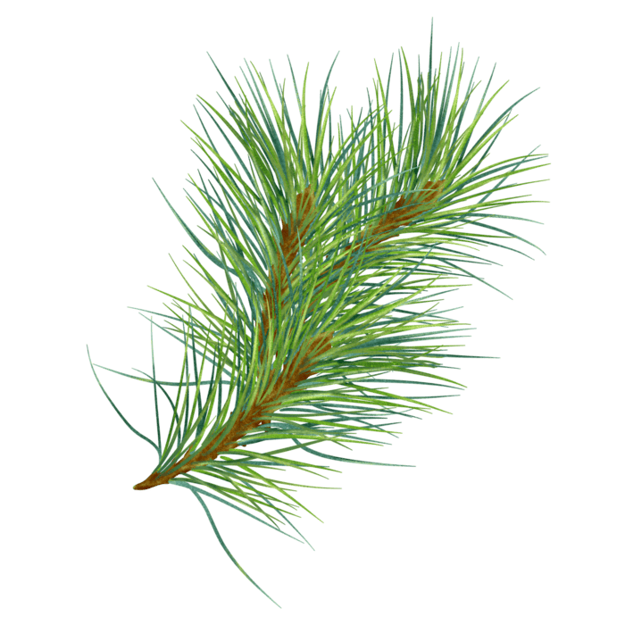 Pine Branch PNGs for Free Download