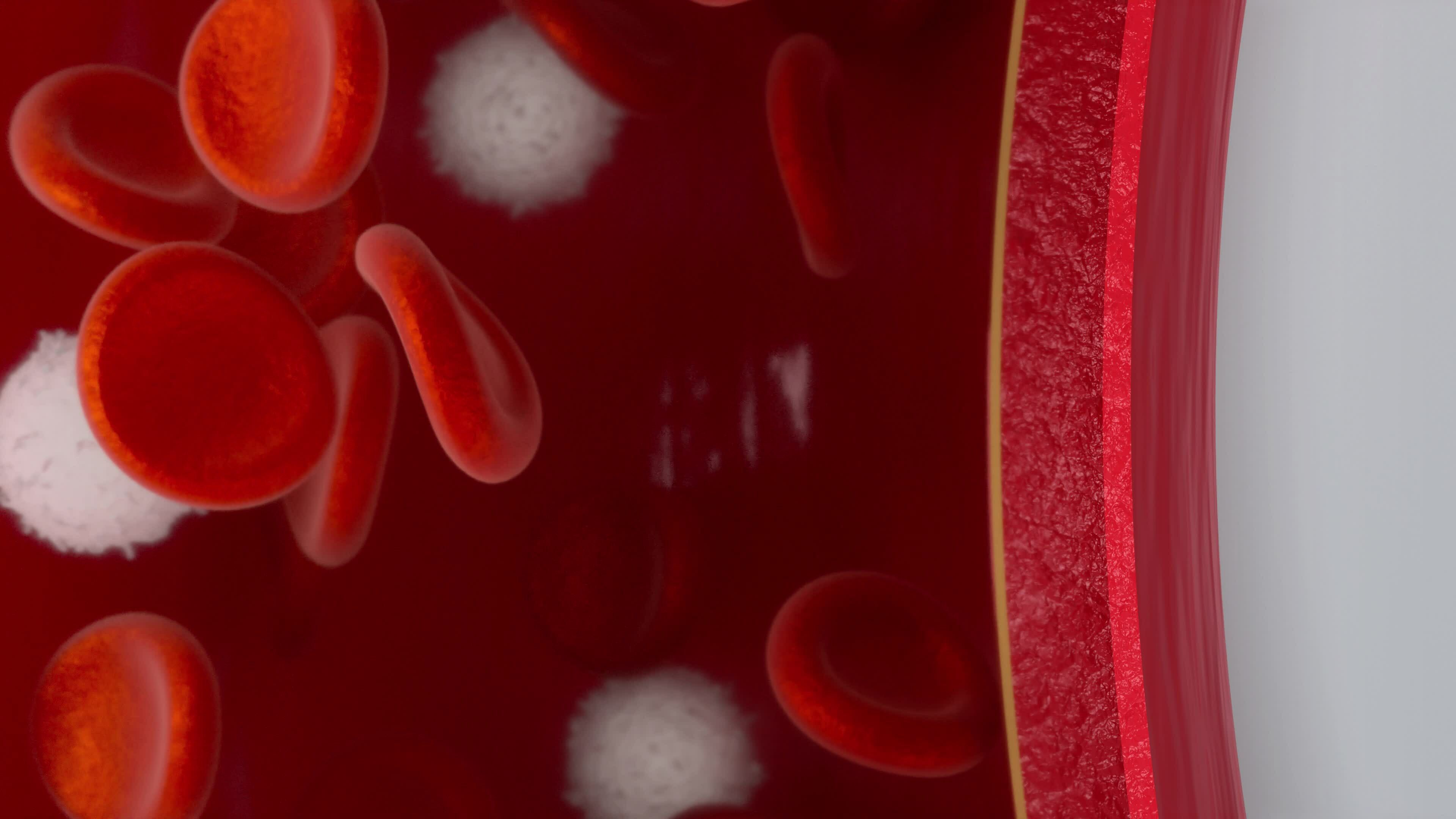 Flowing Red And White Blood Cells In The Blood Vessel 3d Rendering flowing-red-and-white-blood-cells-in-the-blood-vessel-3d-rendering