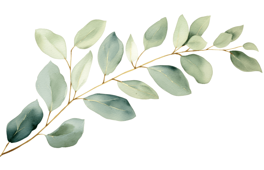 Eucalyptus Leaves PNGs for Free Download
