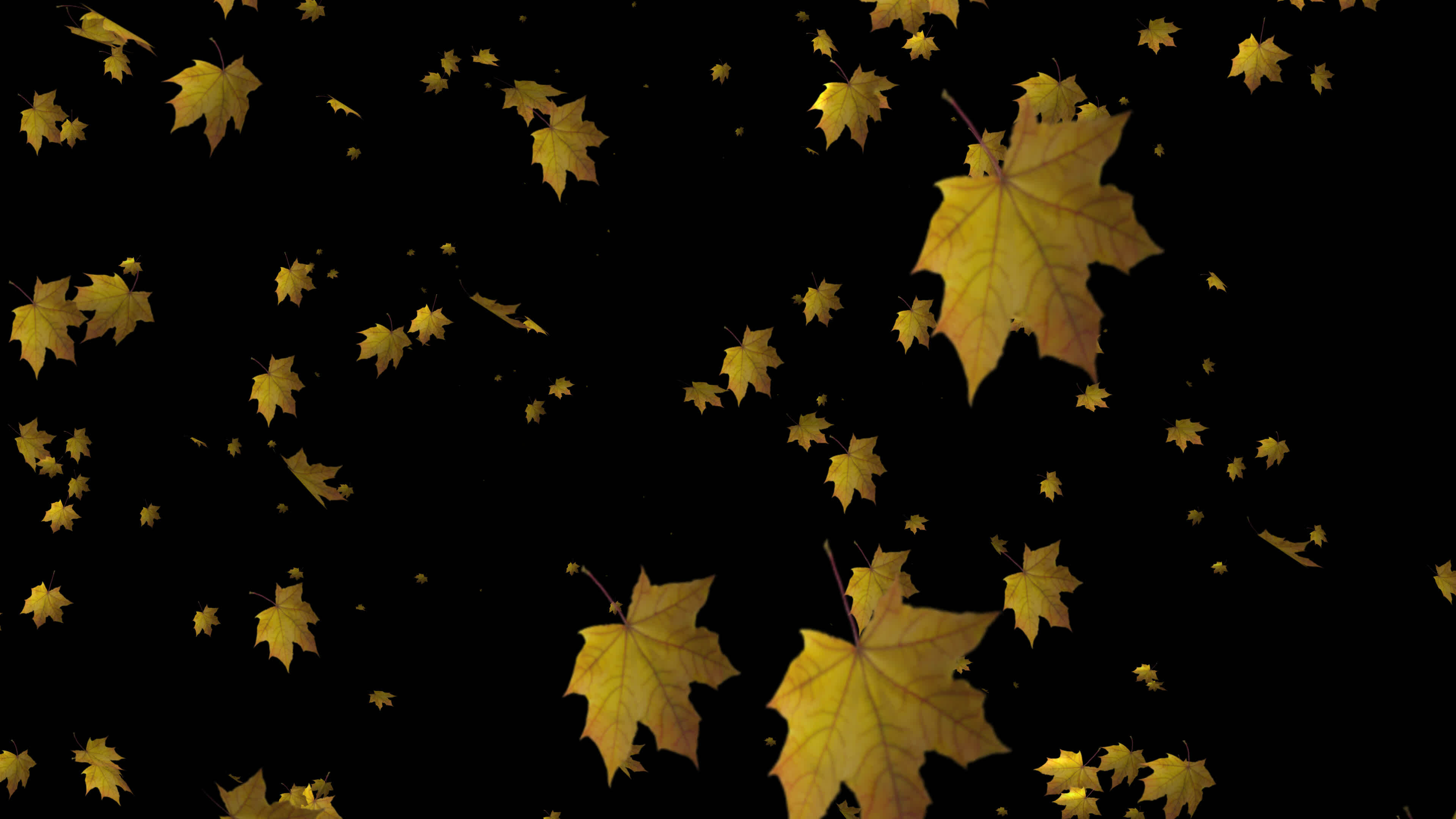 Let The Beauty Of Autumn Leaves Take Your Breath Away In Slow Motion Animation A Mesmerizing