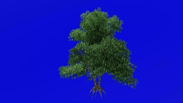 Growing Tree Animation Stock Video Footage for Free Download
