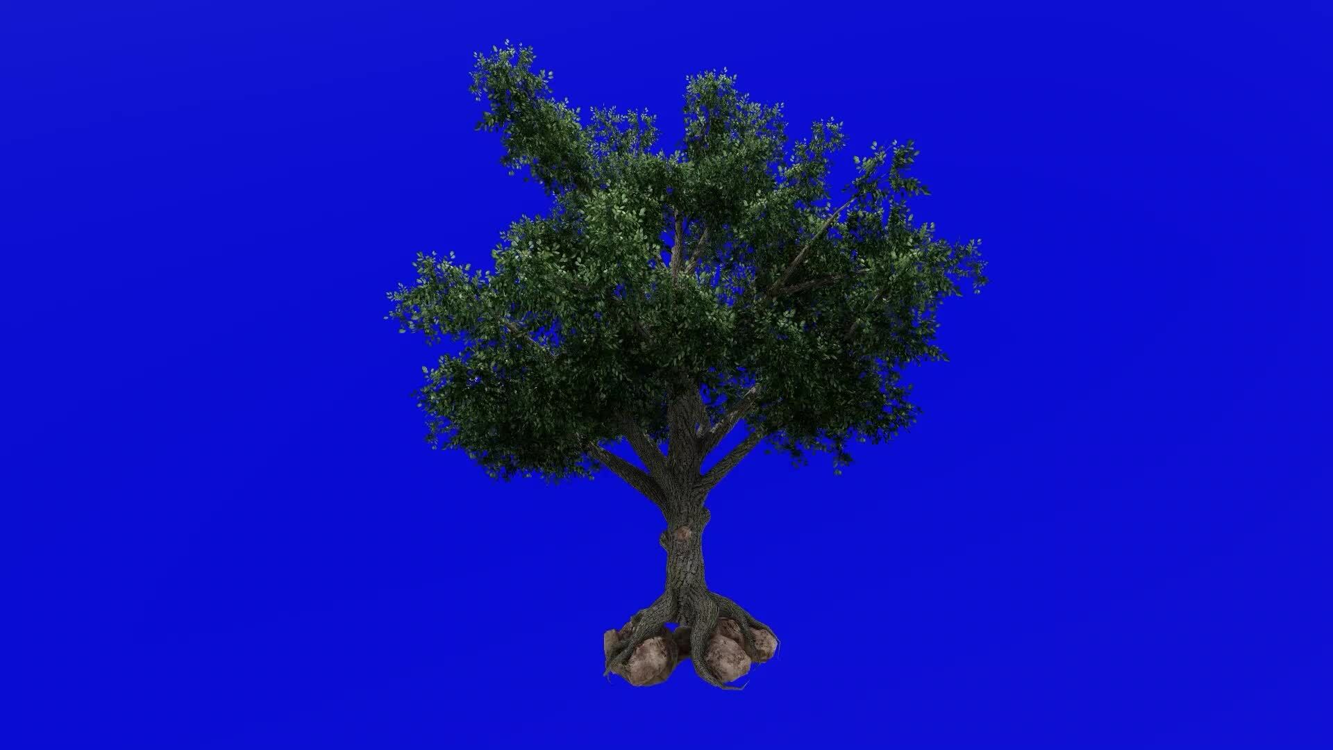 Growing Tree Animation Stock Video Footage for Free Download