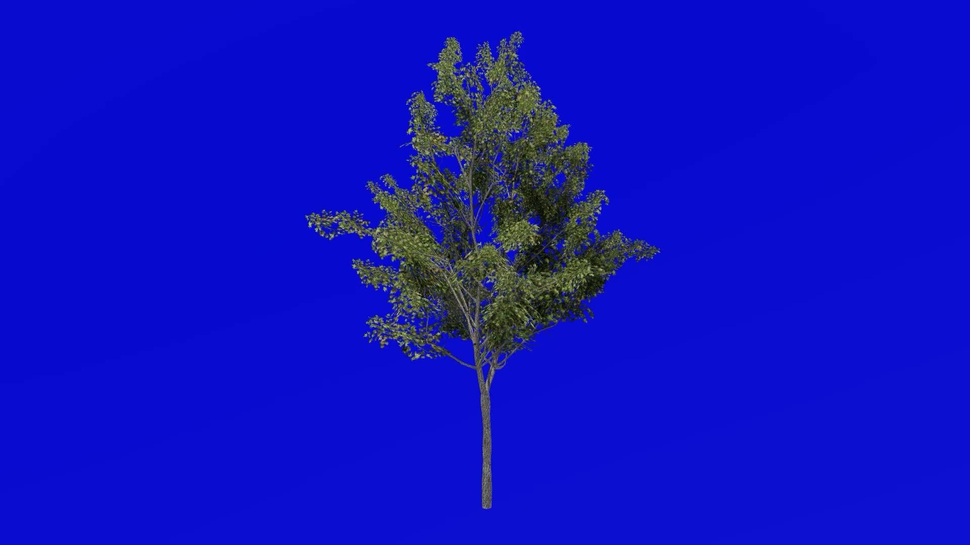 Tree Animation - japanese maple - fullmoon Maple - downy japanese maple ...