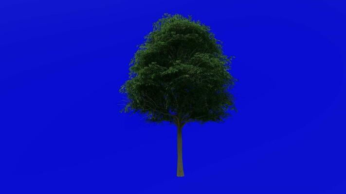 Growing Tree Animation Stock Video Footage for Free Download