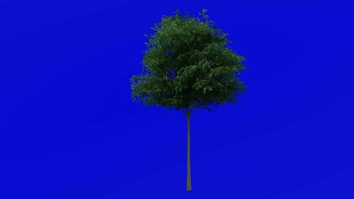 Growing Tree Animation Stock Video Footage for Free Download