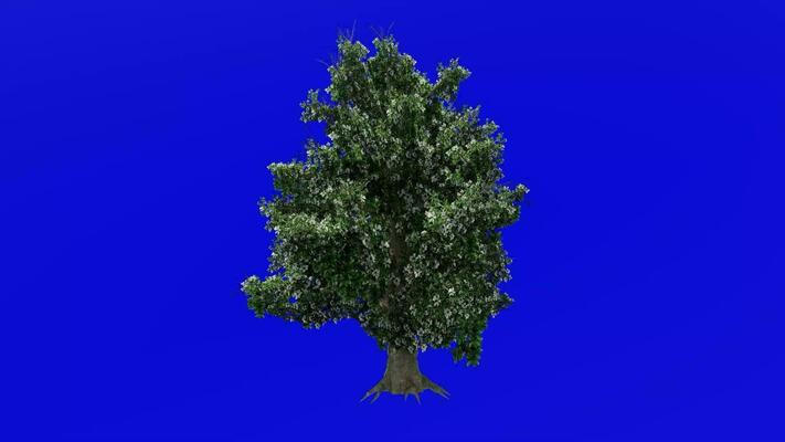 Growing Tree Animation Stock Video Footage for Free Download