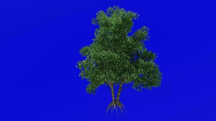 Growing Tree Animation Stock Video Footage for Free Download
