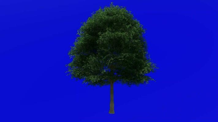 Growing Tree Animation Stock Video Footage for Free Download