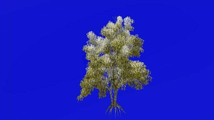 Growing Tree Animation Stock Video Footage for Free Download