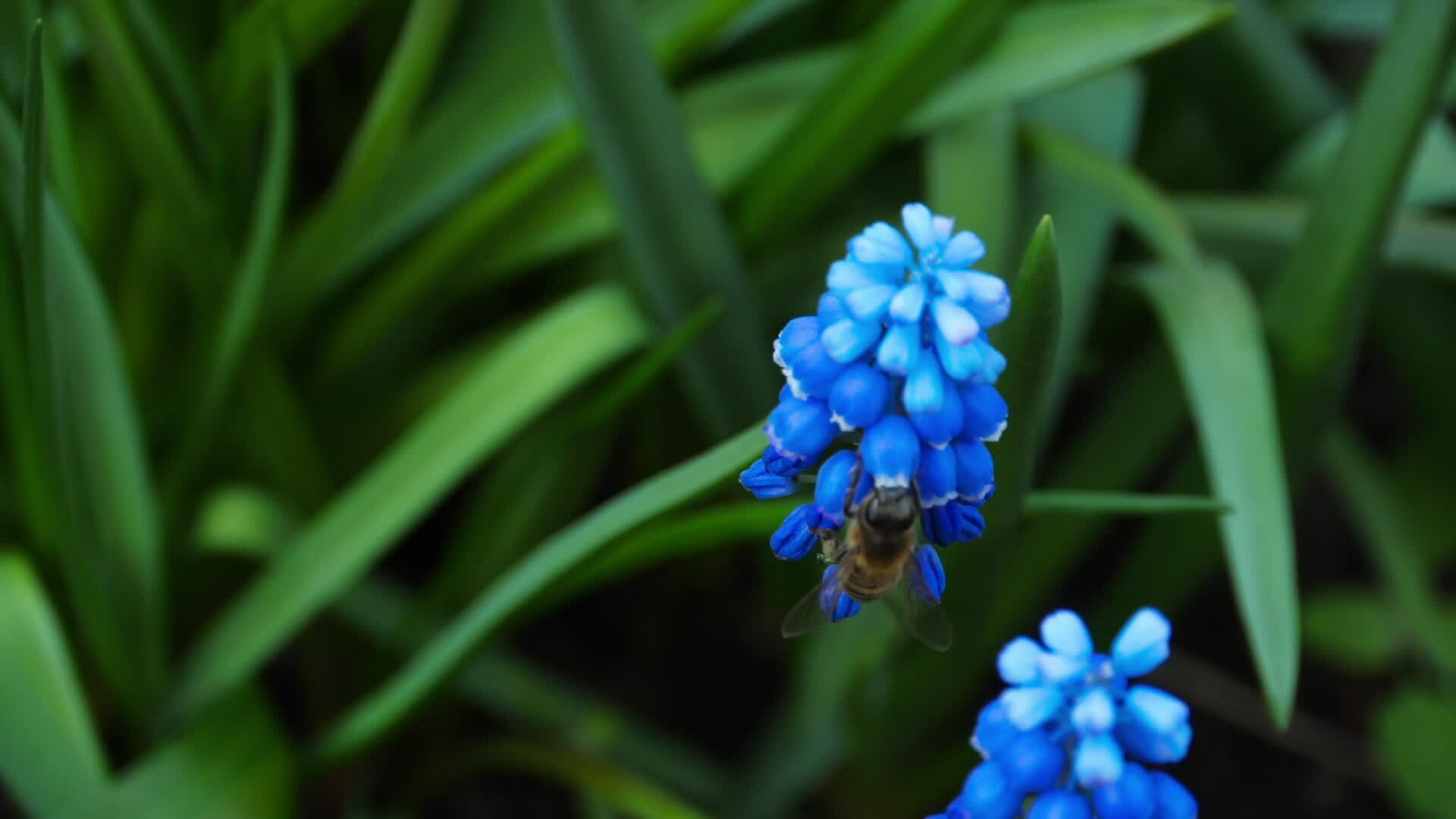 Concept nature, flowers, spring, biology, fauna, environment, ecosystem ...
