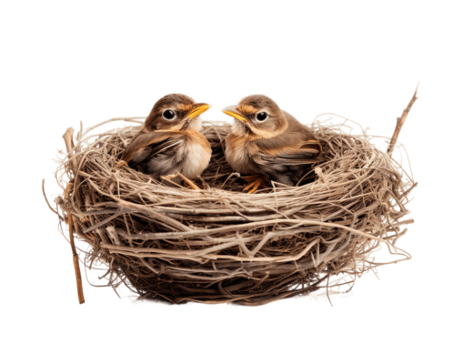 Bird Nest Pngs For Free Download