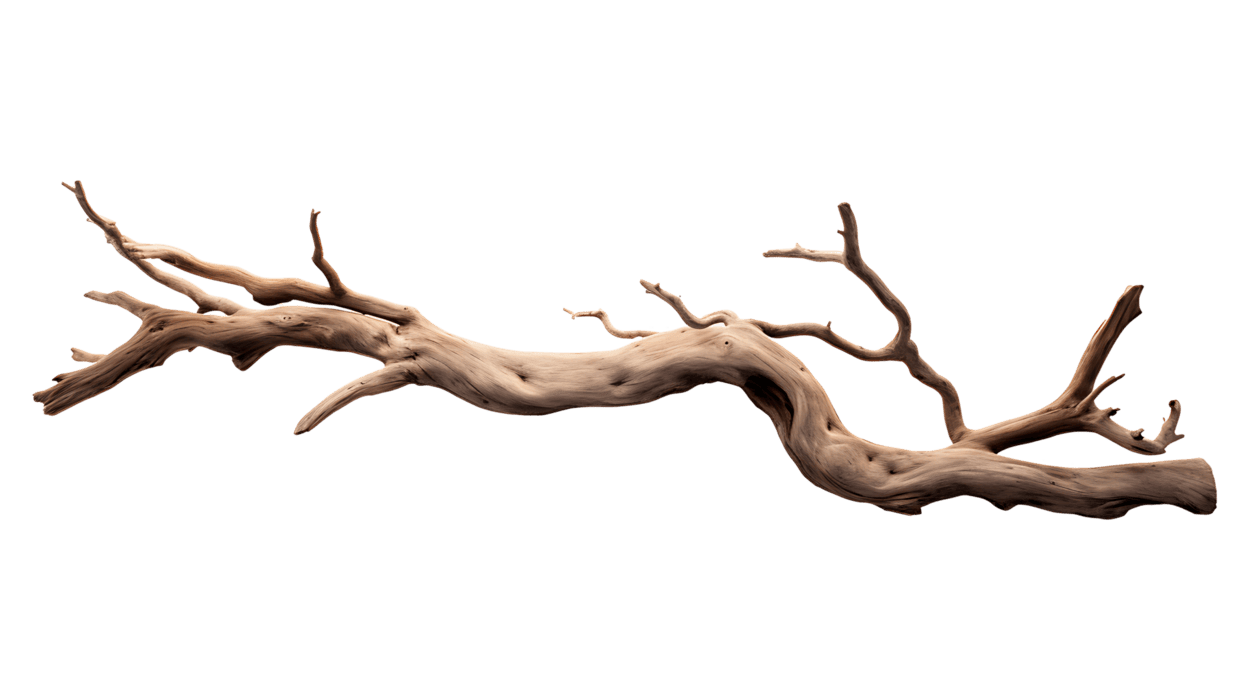 Wood Branch PNGs for Free Download