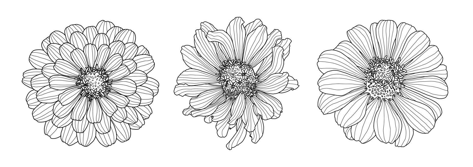coloring pages zinnia