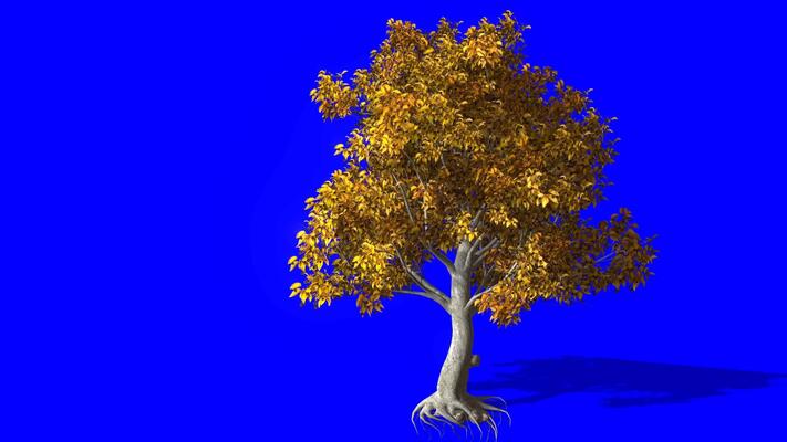 Growing Tree Animation Stock Video Footage for Free Download