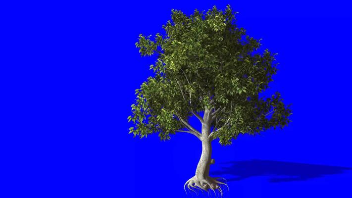 Growing Tree Animation Stock Video Footage for Free Download