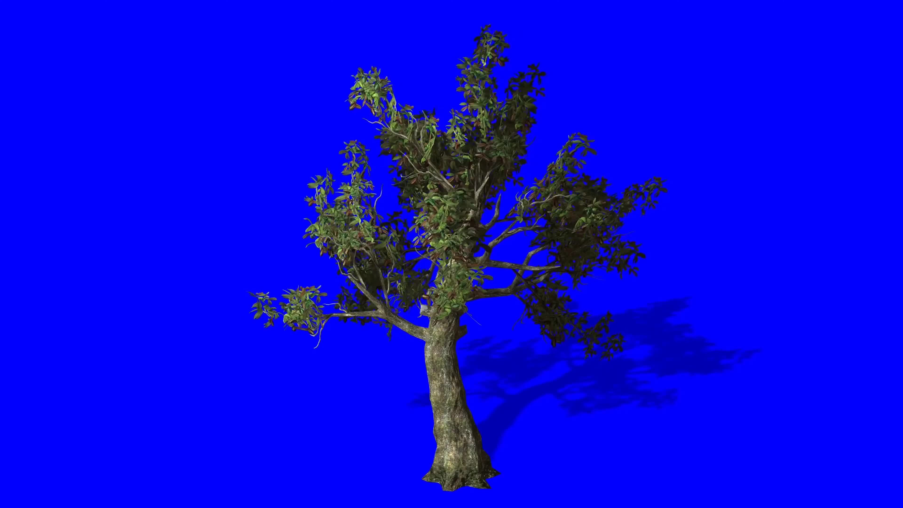 Animated Trees Moving