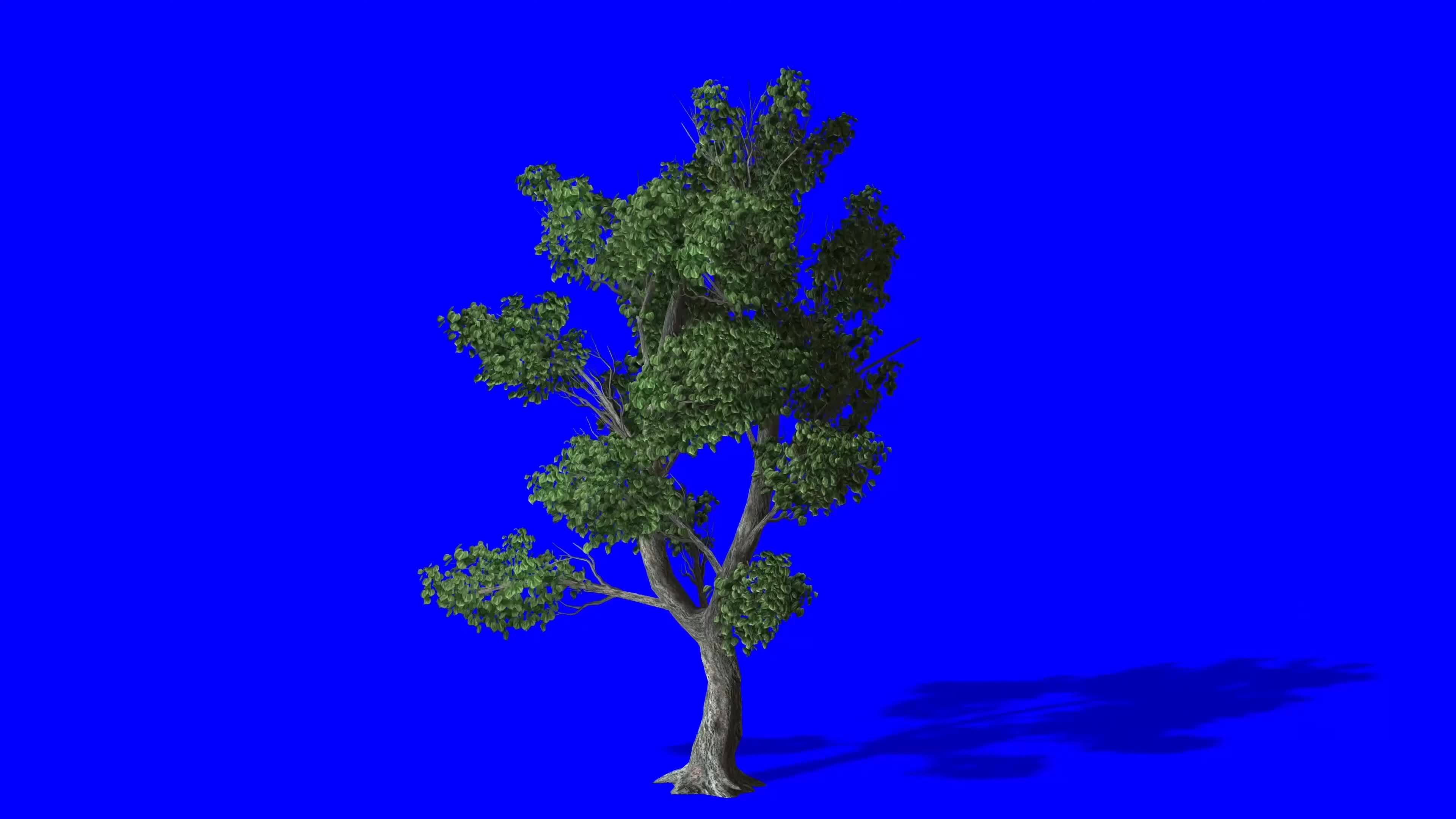 Animated Trees Moving