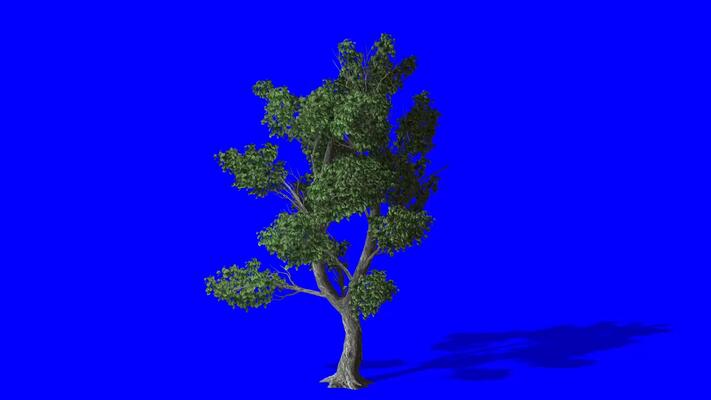Growing Tree Animation Stock Video Footage for Free Download