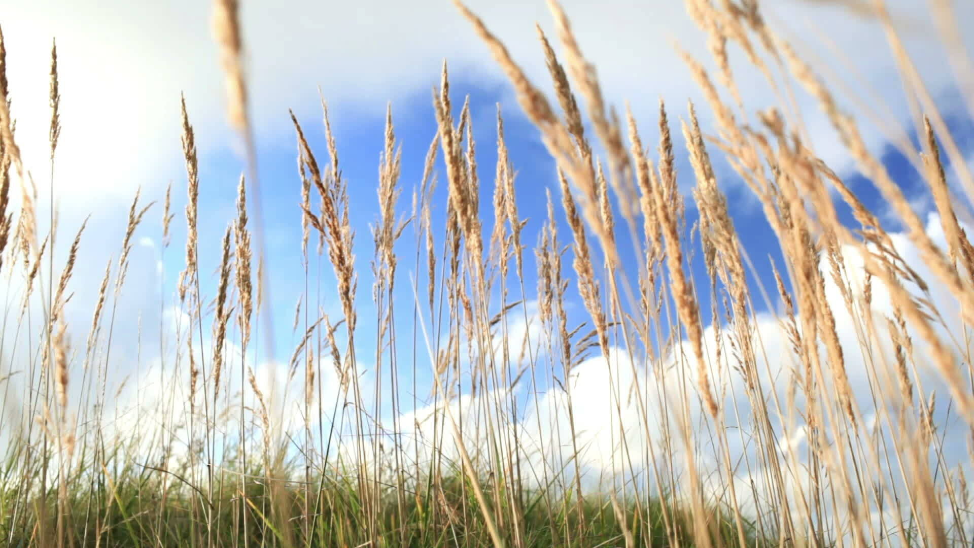 Grass and sky 28397044 Stock Video at Vecteezy