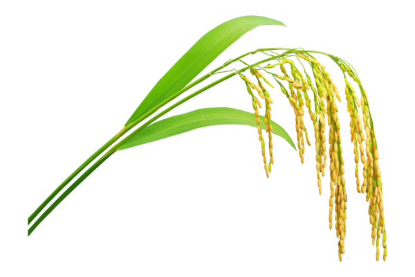 Rice Paddy Field PNGs for Free Download Rice Paddy Field PNGs for Free Download