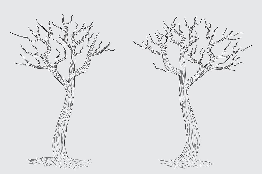 Tree No Leaves Vector Art, Icons, and Graphics for Free Download