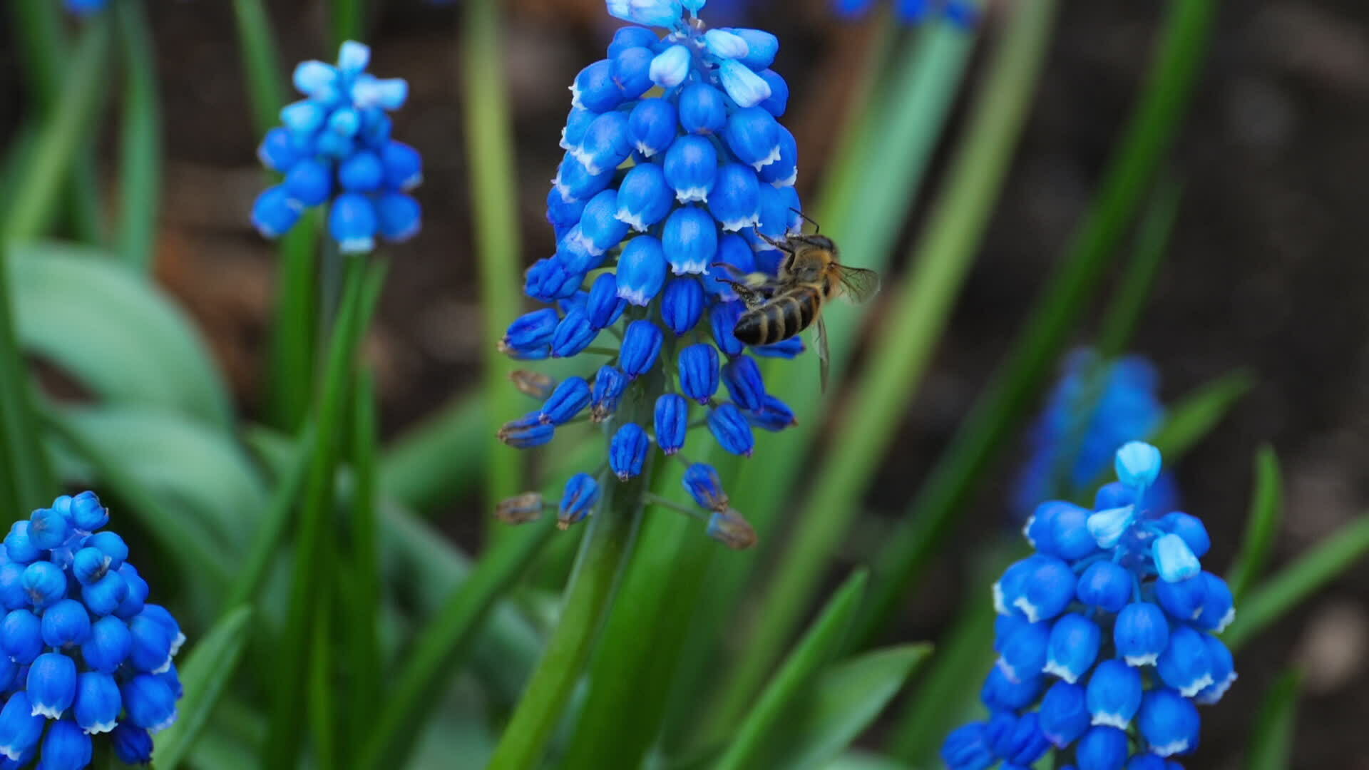 Bee pollinates the blue Muscari flower. Concept nature, flowers, spring ...