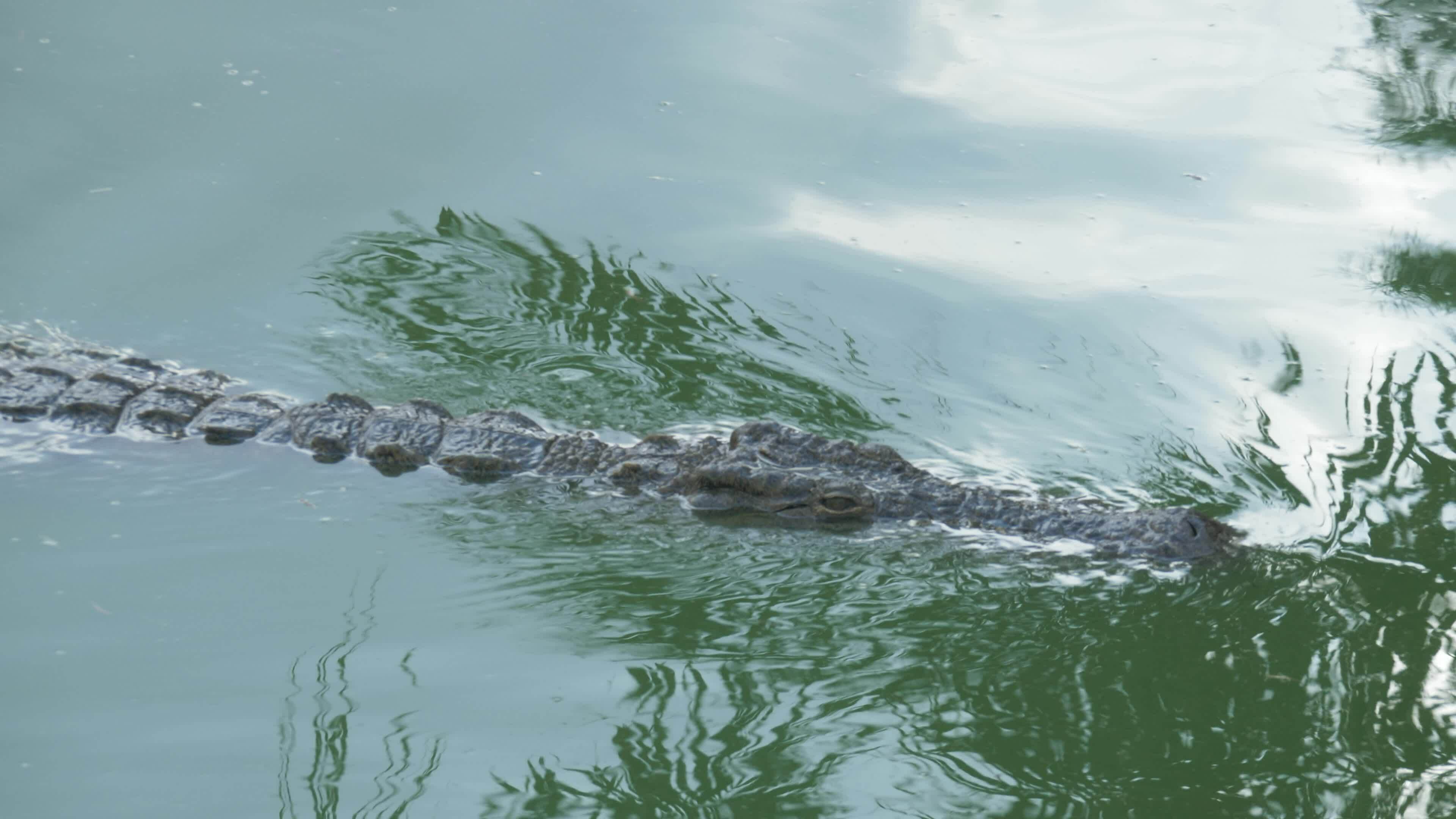 A crocodile slowly swimming in a bright green water 28710224 Stock ...
