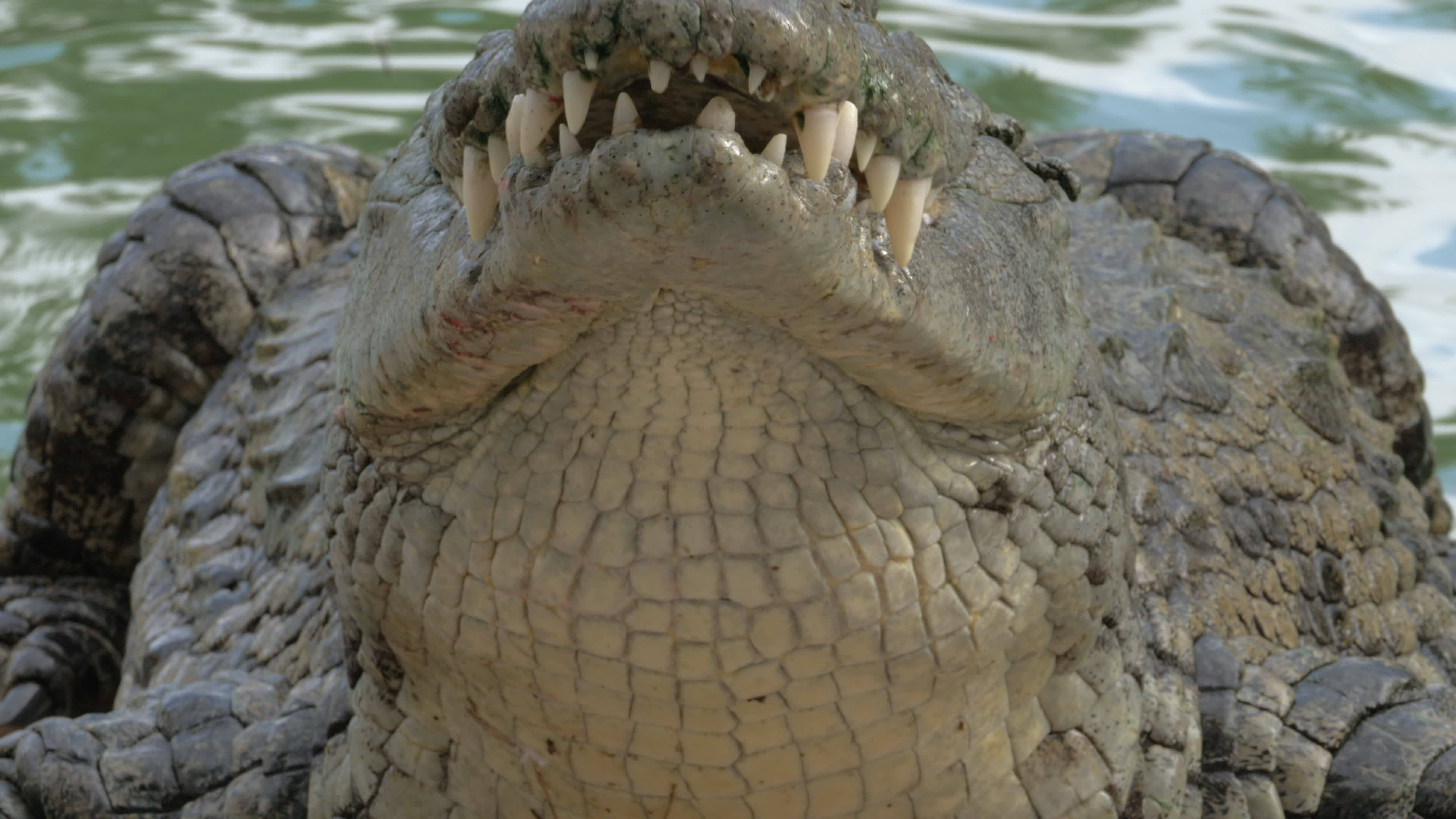 Crocodile finishing eating prey 28711234 Stock Video at Vecteezy