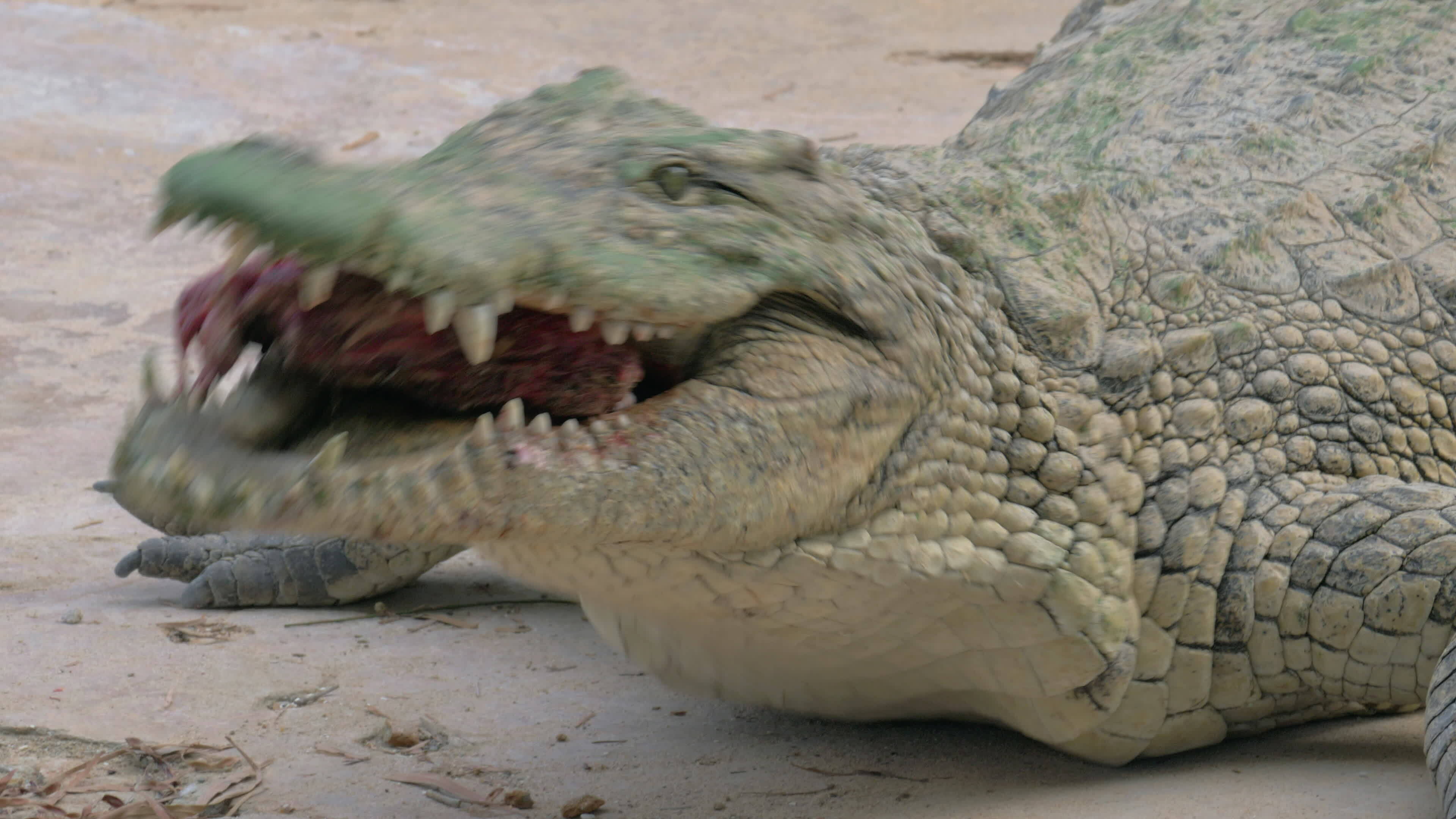 Crocodile with meat in its mighty jaws 28744107 Stock Video at Vecteezy