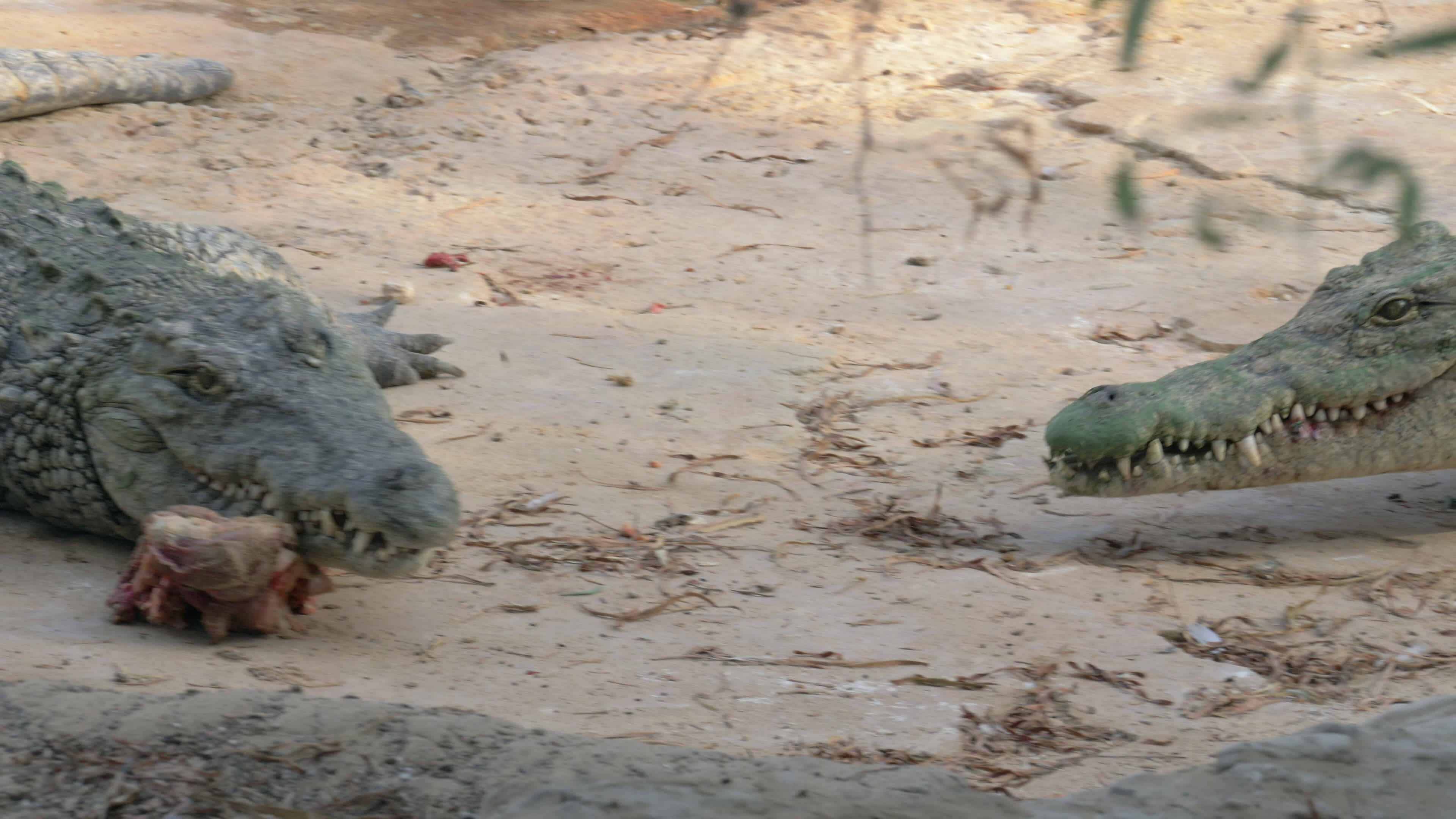Two crocodiles with one piece of meat 28744162 Stock Video at Vecteezy
