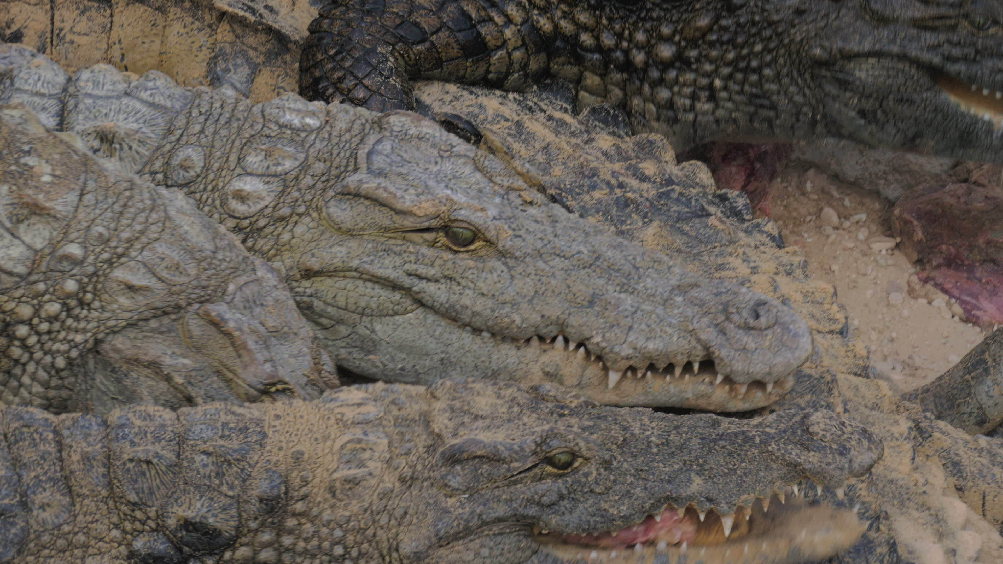 Crocodiles eating meat 28744640 Stock Video at Vecteezy